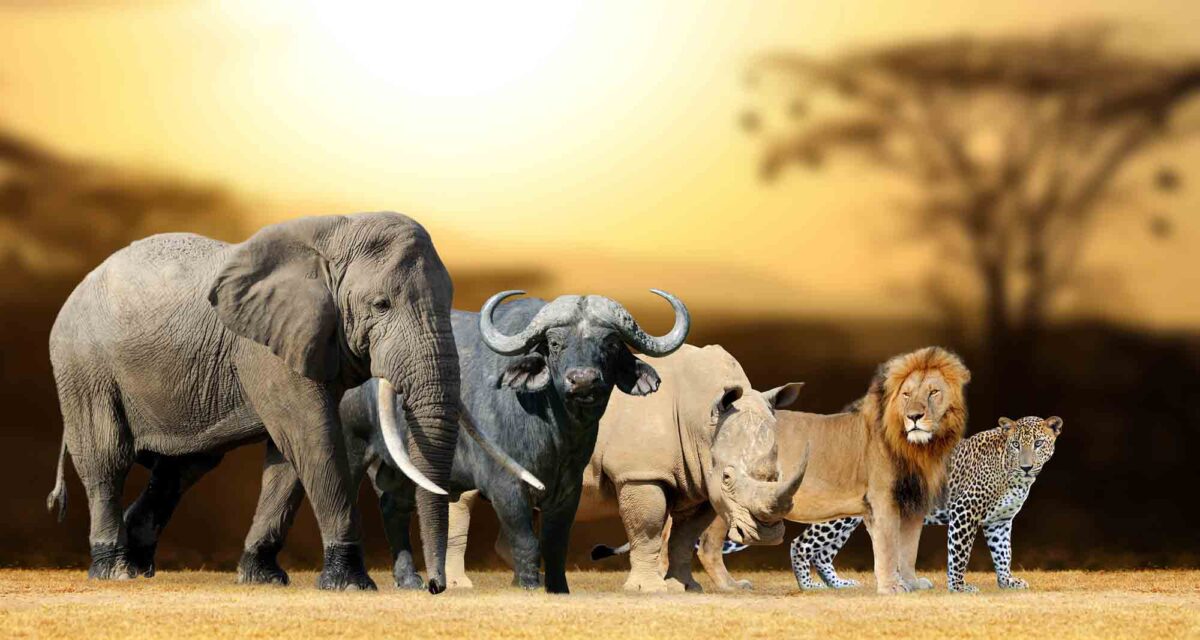 The Big Five Animals of Africa (Plus Wild Facts!)