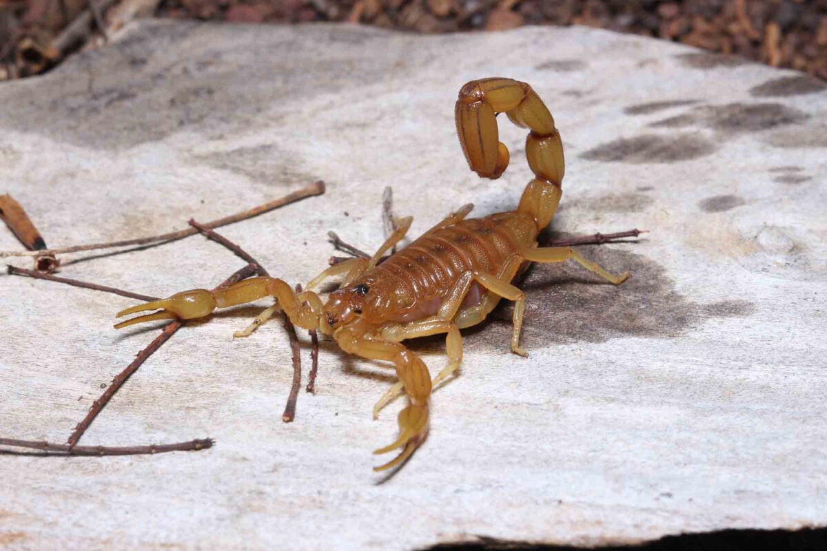 9 Most Venomous Scorpions in the World - Wildlife Explained