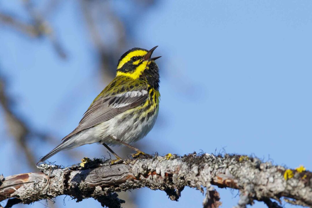 37 Animals That Start With T - Wildlife Explained
