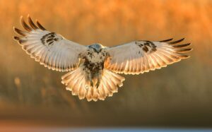 38 Animals That Start With U - Wildlife Explained