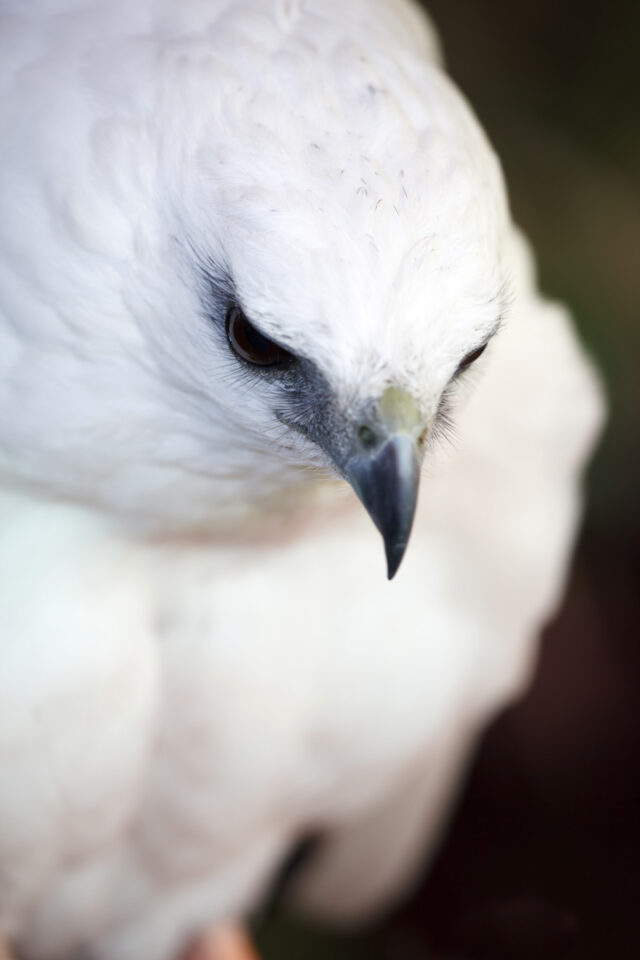 21 Incredible Types of Hawks to Spot in the Wild
