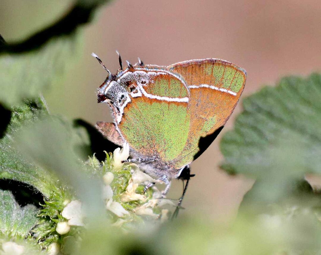 30 Animals That Start With X - Wildlife Explained
