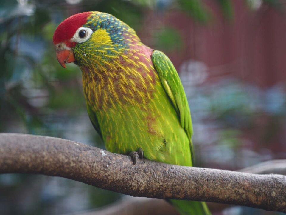 35 Animals That Start With V - Wildlife Explained