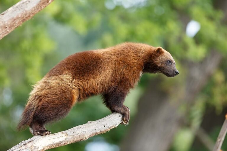 37 Animals That Start With W - Wildlife Explained