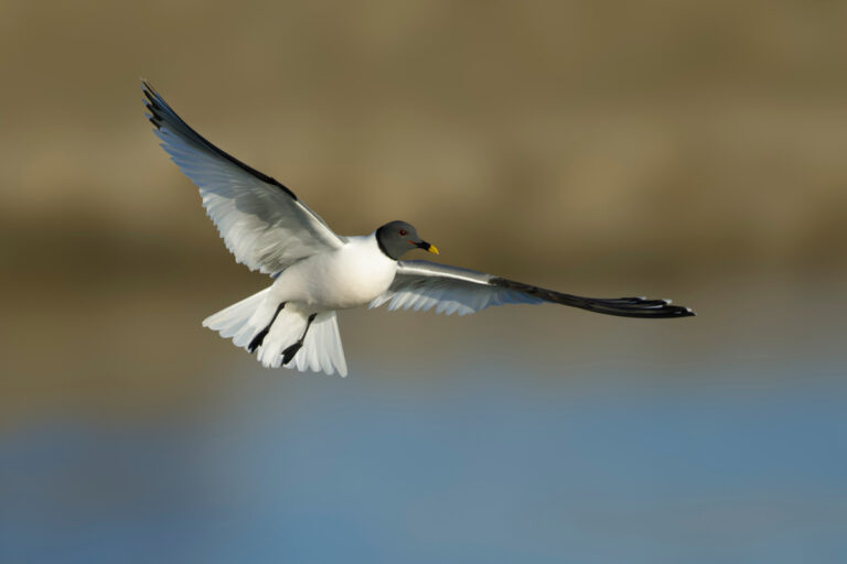 30 Animals That Start With X - Wildlife Explained