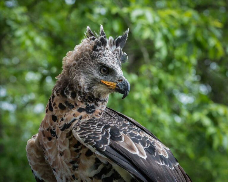 20 Different Types of Eagles With Facts and Photos