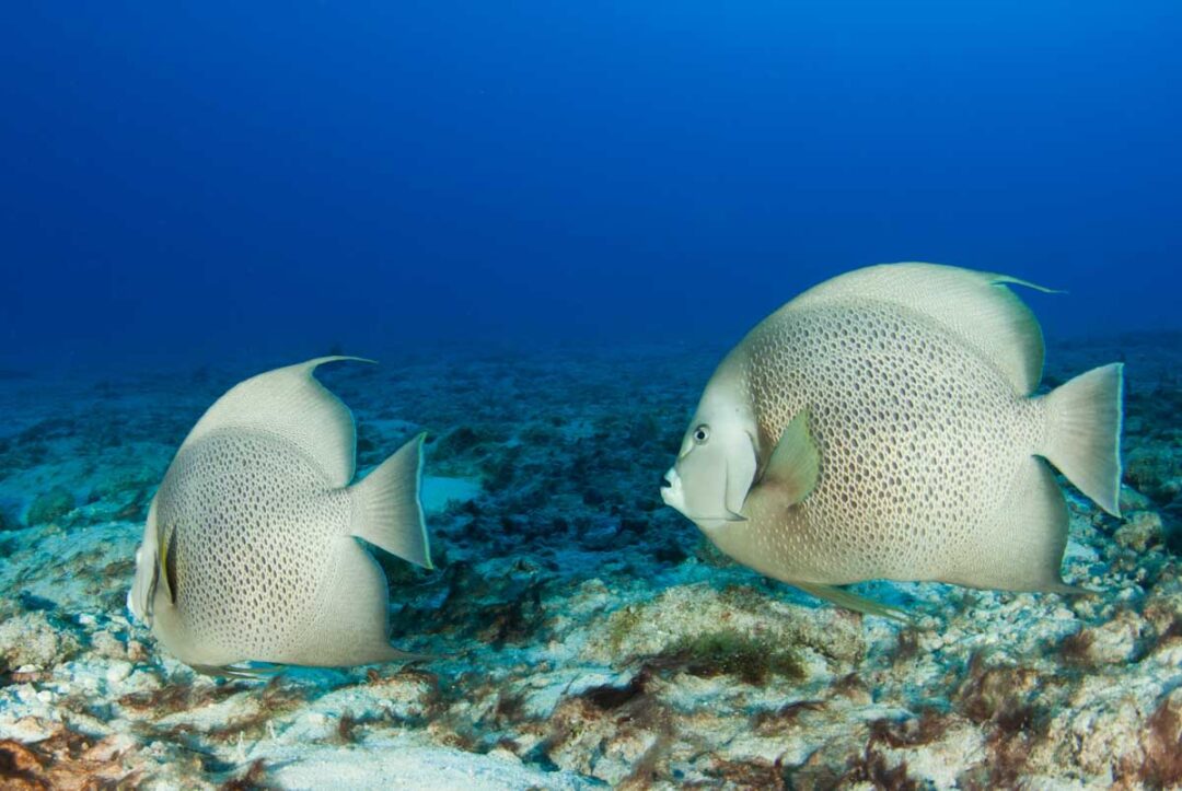 21 Animals That Mate For Life: Monogamous Animal Species