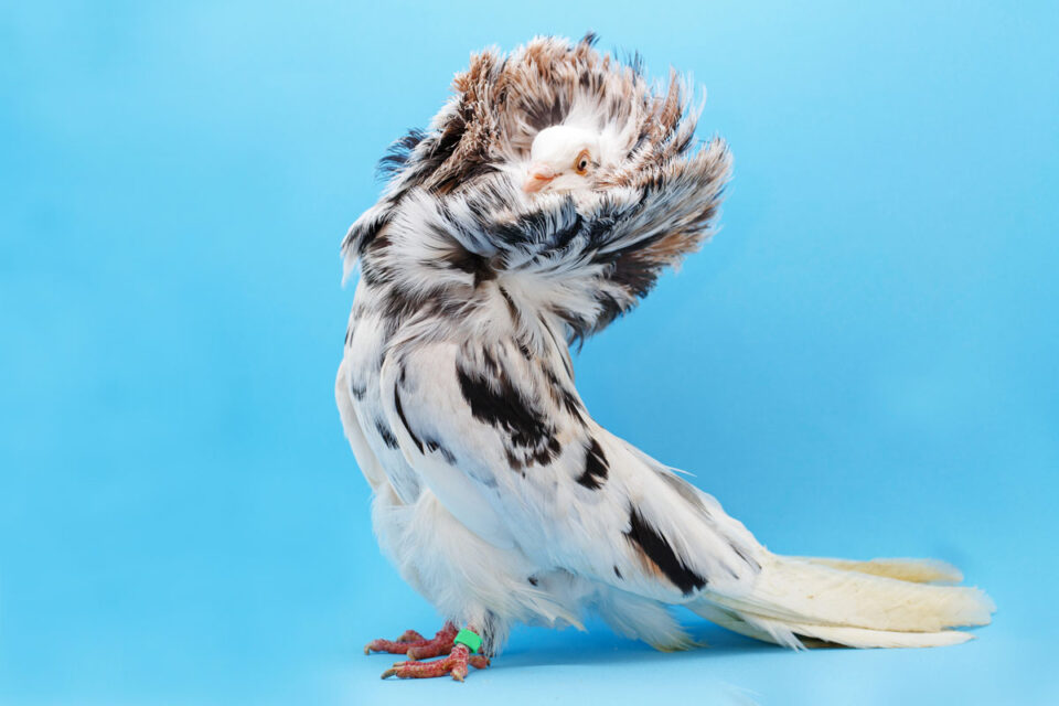 Weird Birds: 32 Funny-Looking Birds You Need To See