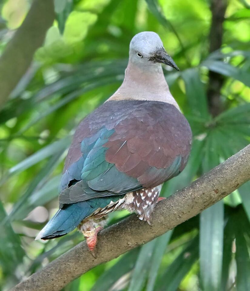31 Animals That Start With Z - Wildlife Explained