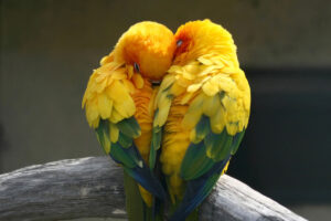 21 Animals That Mate For Life: Monogamous Animal Species