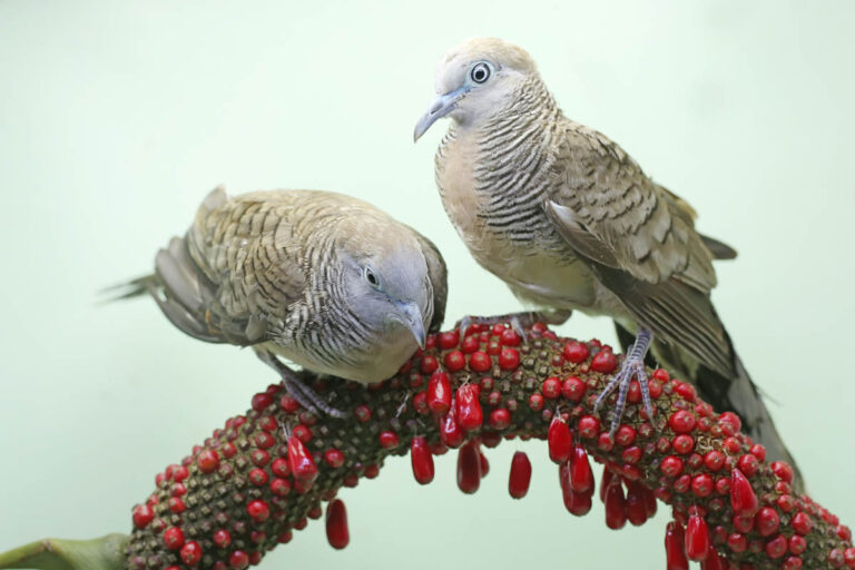 31 Animals That Start With Z - Wildlife Explained