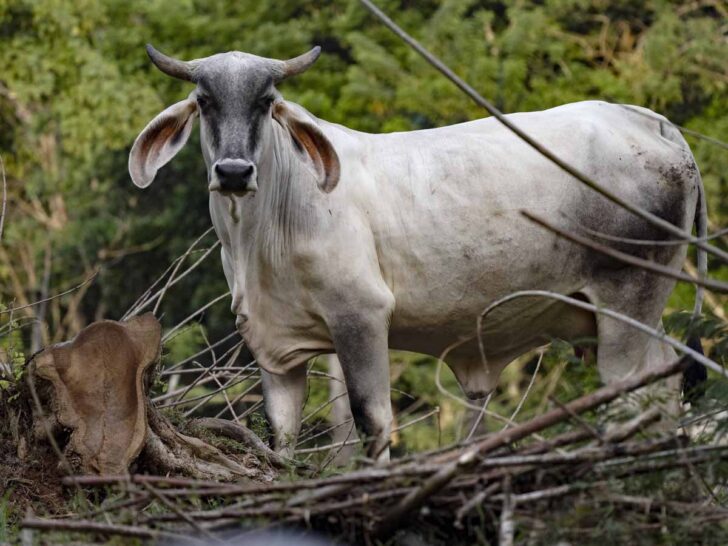 31 Animals That Start With Z - Wildlife Explained