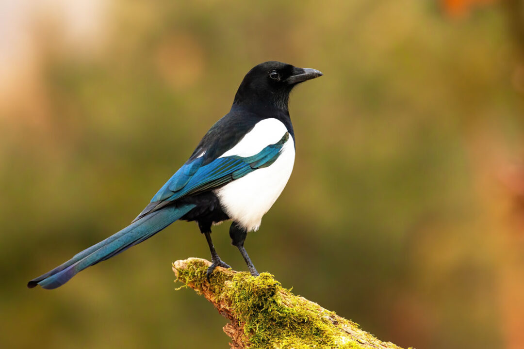 15 Smartest Birds in the World (With Photos!) - Wildlife Explained
