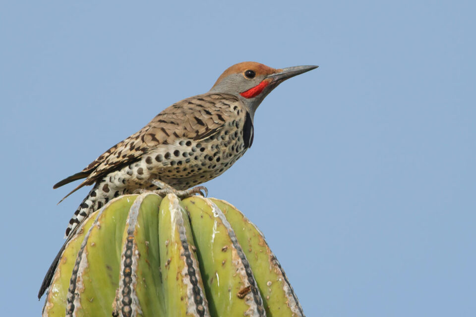 19 Intriguing Desert Birds You Need to Know - Wildlife Explained