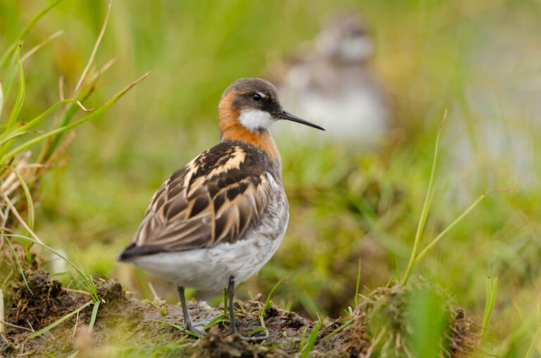 11 Dumbest Birds in the World (With Photos!) - Wildlife Explained