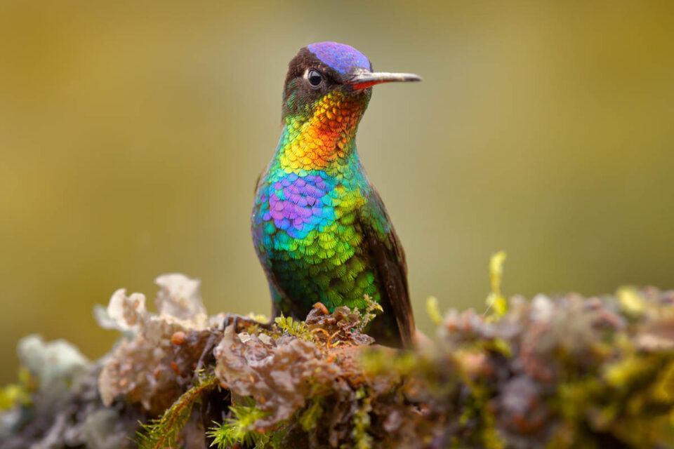 27 of the Most Colorful Birds in the World - Wildlife Explained