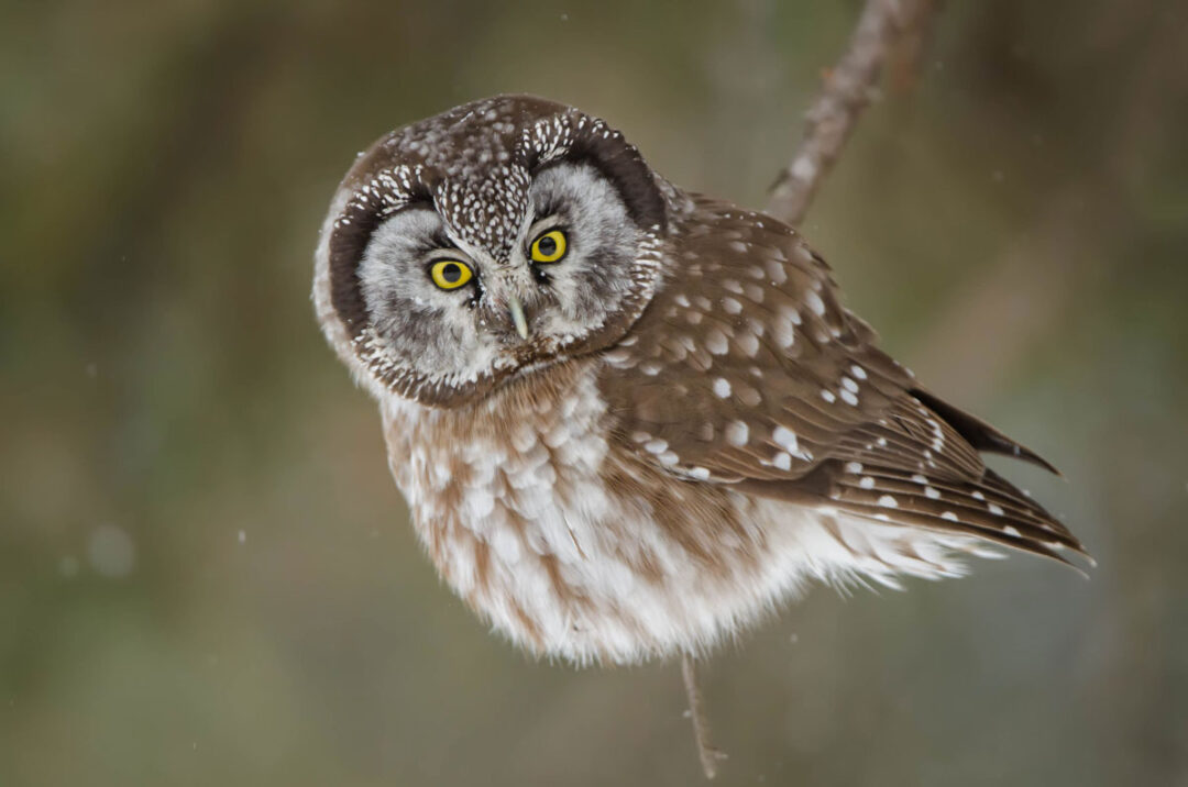 19 Magnificent Types of Owls to Spot in the Wild