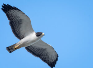 21 Incredible Types of Hawks to Spot in the Wild
