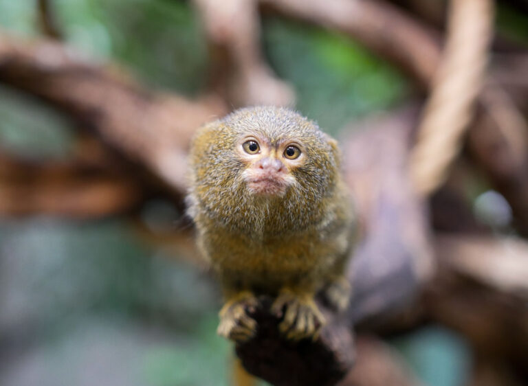 Awww! 23 Cutest Animals You've Ever Seen - Wildlife Explained