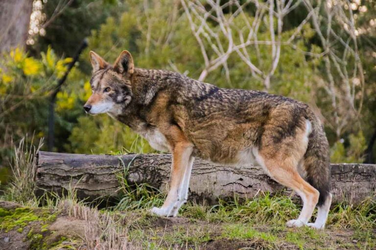 Rare Animals: 17 Rarest Animals Species (Critically Endangered)