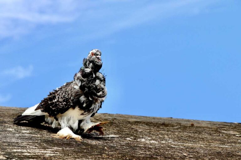 22 Different Types of Pigeons to Spot in the Wild