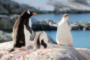 All 19 Different Types Of Penguins With Facts & Photos