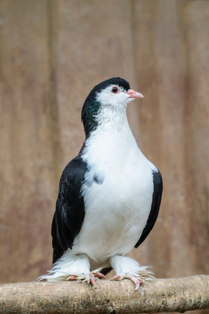 22 Different Types of Pigeons to Spot in the Wild
