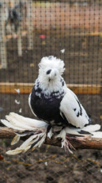 40 Different Types of Birds With Names, Photos, & More!