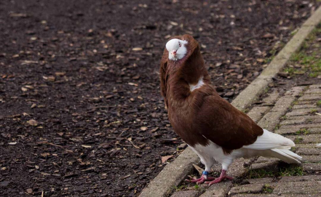 22 Different Types of Pigeons to Spot in the Wild