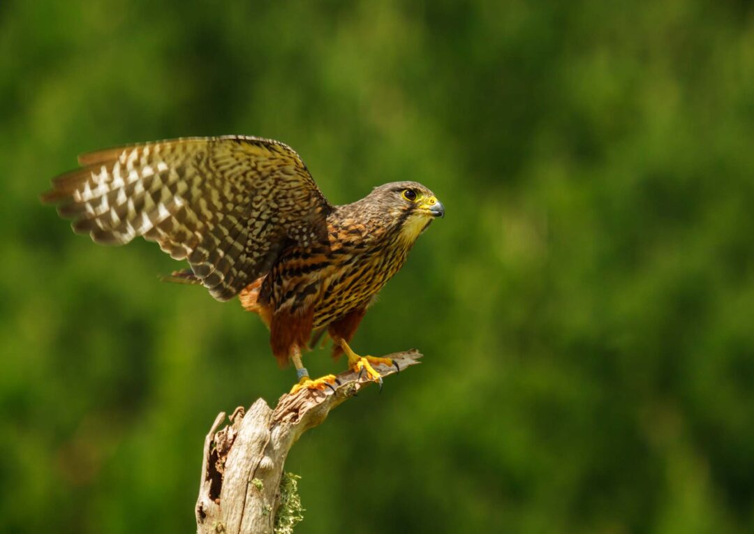 19 Different Types of Falcons With Facts and Photos