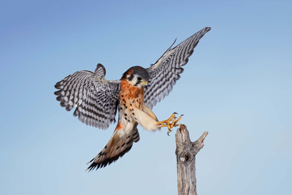 19 Different Types of Falcons With Facts and Photos