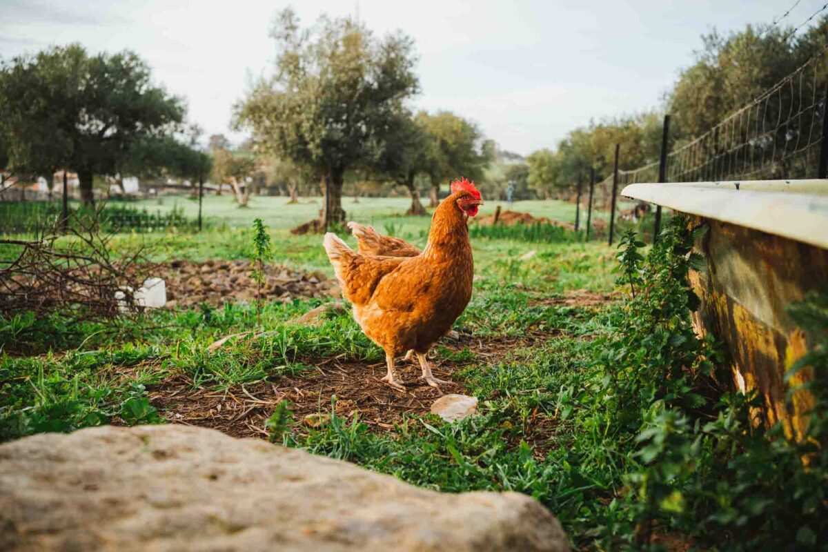 19 Different Types Of Chickens For Your Backyard Coop