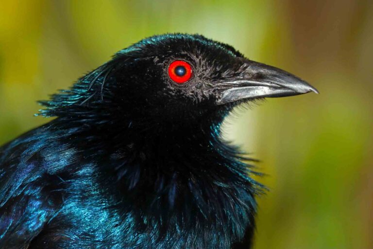 18 Beautiful Types Of Birds-Of-Paradise To Spot In The Wild