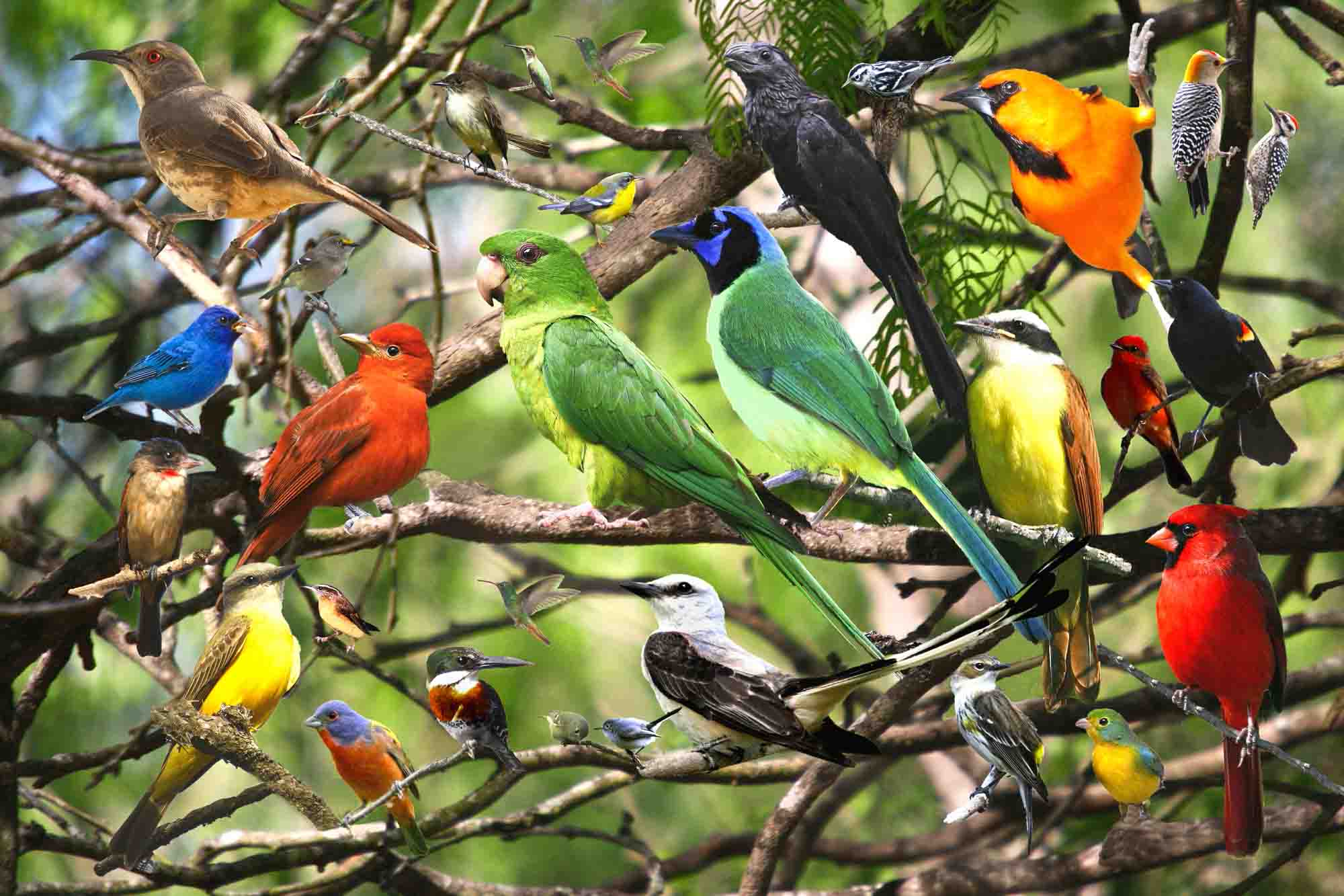 Animal Lists Archives - Wildlife Explained