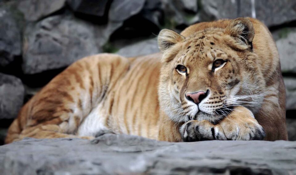 19 Epic Hybrid Animals That Actually Exist! - Wildlife Explained