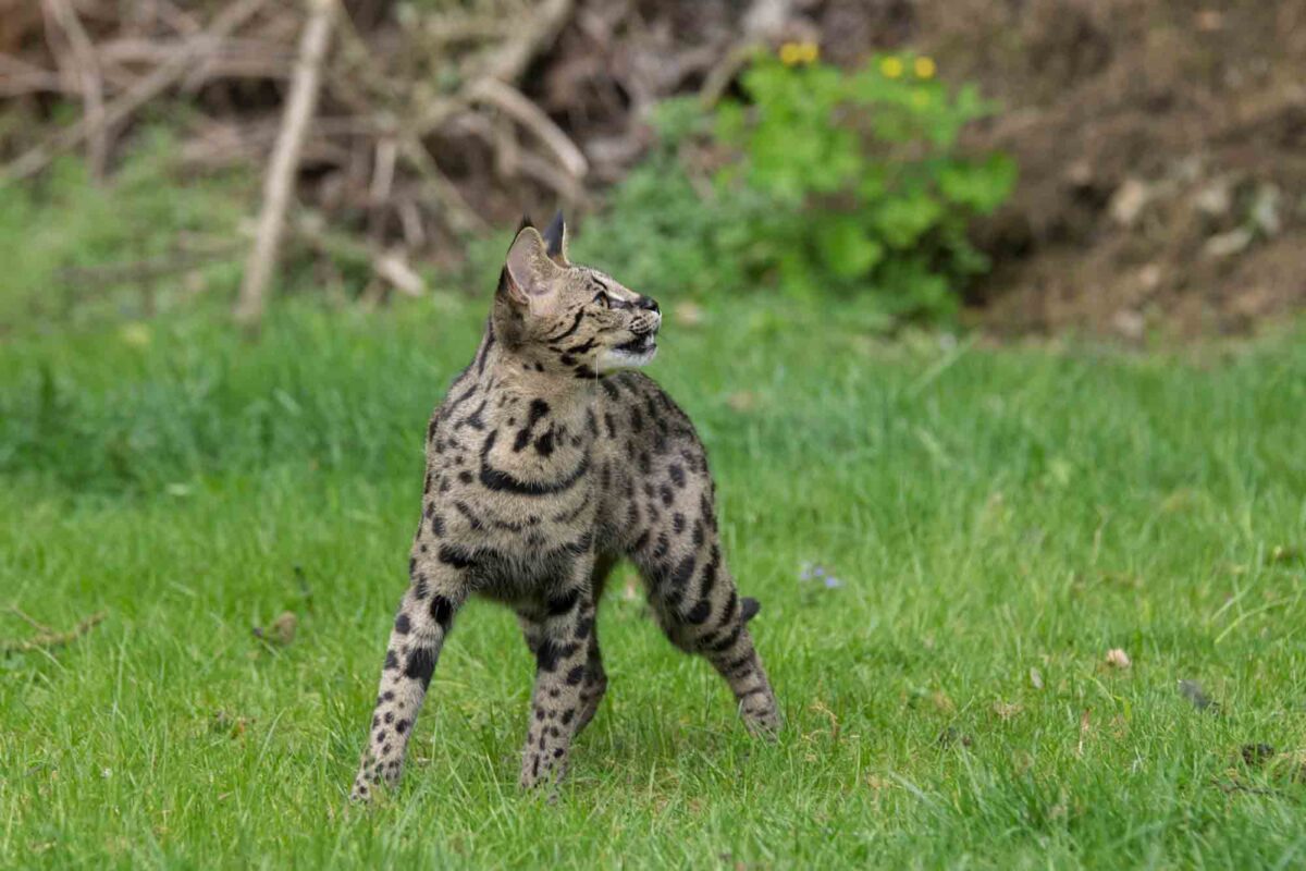 19 Epic Hybrid Animals That Actually Exist! - Wildlife Explained