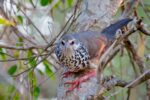 40 Different Types of Birds With Names, Photos, & More!