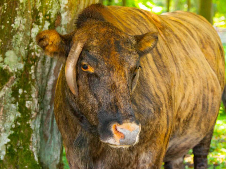 19 Epic Hybrid Animals That Actually Exist! - Wildlife Explained
